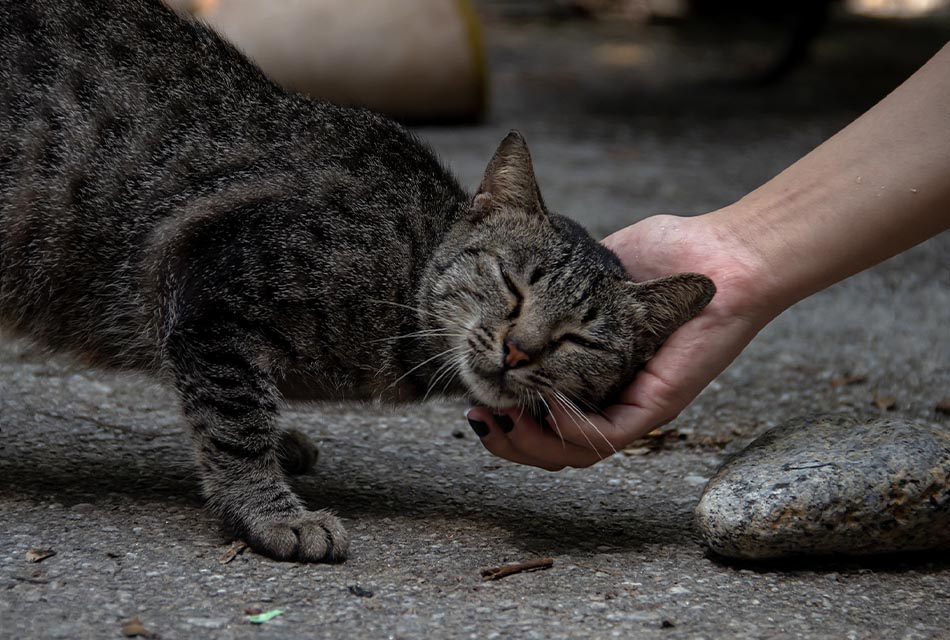 ผู้เชี่ยวชาญเผย ‘ลูบหัว’ เจ้าเหมียวยังไงไม่ให้โดนวีน!