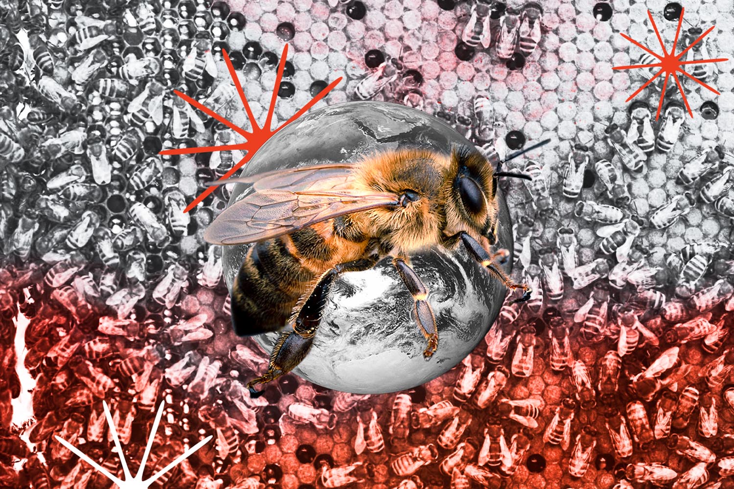 จะเกิดอะไรขึ้นถ้าโลกใบนี้ไม่มี ‘ผึ้ง’ อีกต่อไป และทำไมเราจึงไม่ควรมองข้าม