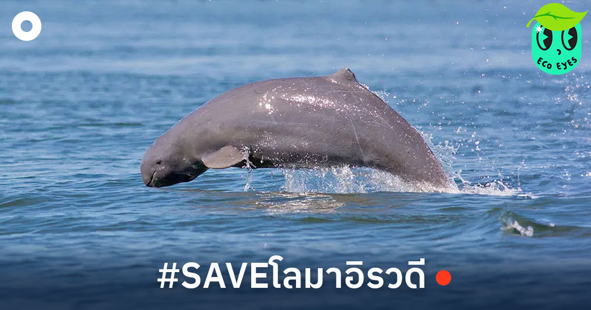 กางแผน #SAVEโลมาอิรวดี 14 ตัวสุดท้ายแห่งทะเลสาบสงขลา สัตว์ป่าคุ้มครองที่ควรค่าการอนุรักษ์