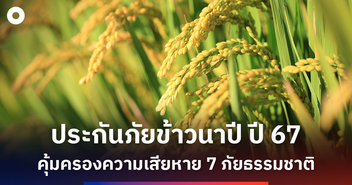 ธ.ก.ส. เดินหน้าโครงการประกันภัยข้าวนาปี ปี 67