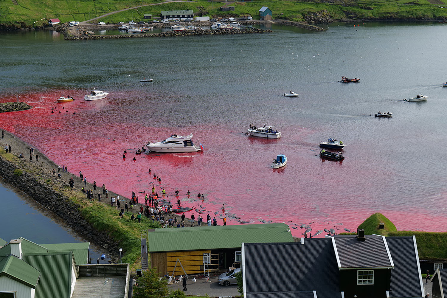 ทะเลสีเลือด! หมู่เกาะแฟโรเริ่มประเพณีล่าวาฬ แม้ถูกมองทารุณสัตว์