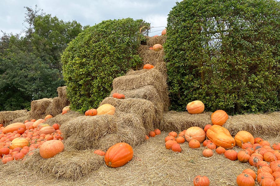 ‘จิม ทอมป์สัน ฟาร์ม ทัวร์’ การกลับมาของลานดอกไม้ ผ้าไหม และฟักทอง