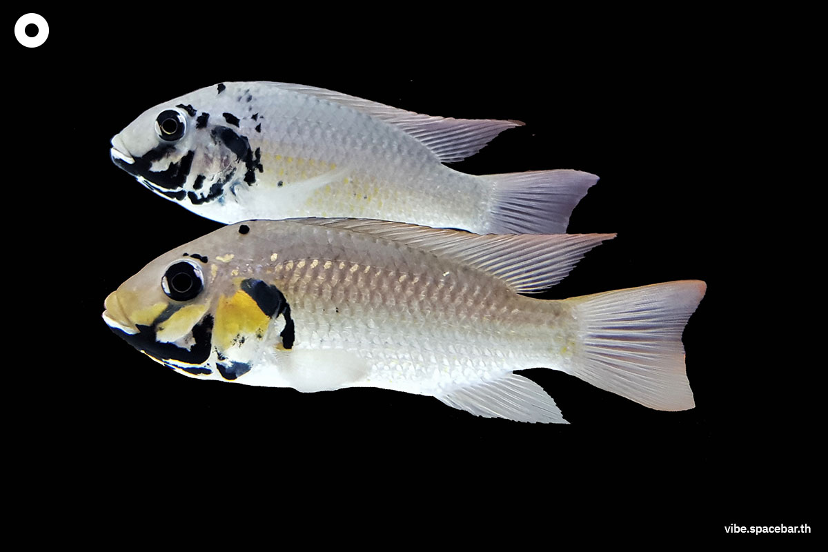 ปลาหมอสีคางดำ สัตว์น้ำทดลองที่กลายเป็น ‘สัตว์นักล่า’ ทำลายระบบนิเวศทางน้ำ